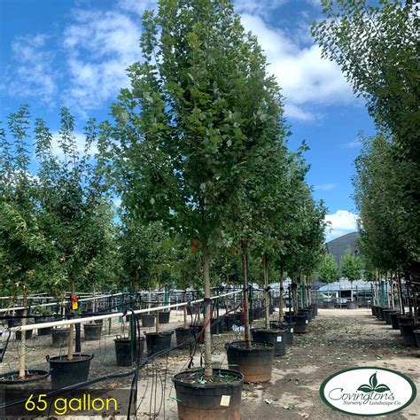 Maple Brandywine Covingtons