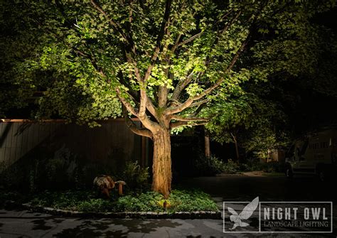 Lighting Trees And Plants Photos Gallery Night Owl Lighting