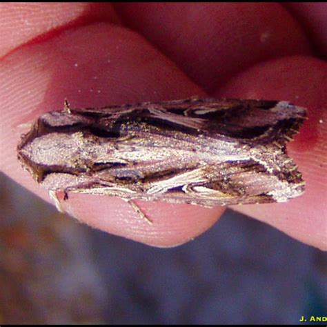 Dolichos Armyworm Moth Spodoptera Dolichos Fabricius 1794 Butterflies And Moths Of North