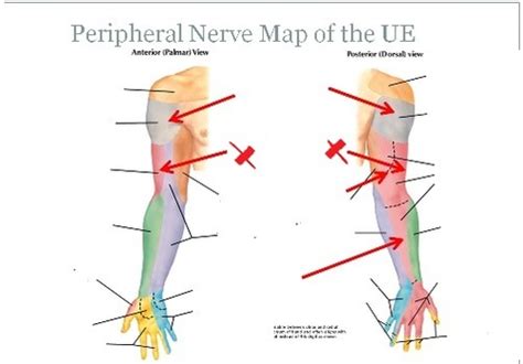 Peripheral Nerve Map