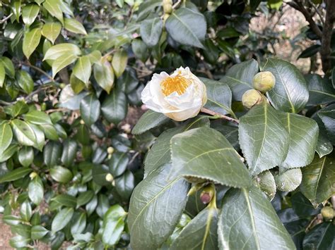 椿【加茂本阿弥・かもほんあみ】咲き始めました♪ 椿心 佐藤椿園 小さな苗木から古木にいたるまで様々な品種を取り扱っております。