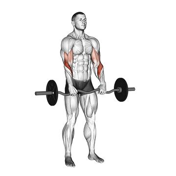 Ez Bar Reverse Curl New Life Health Center