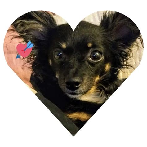 Angel My Chiweenie Scrolller