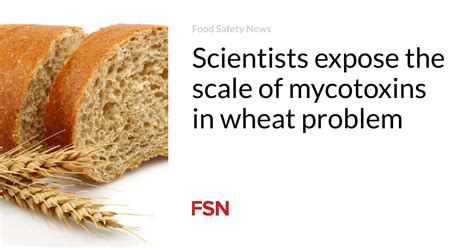Scientists Expose The Scale Of Mycotoxins In Wheat Problem Food Safety News