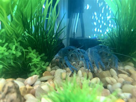 Does Anyone Know What Species My Crawfish Is I Think Its A Electric