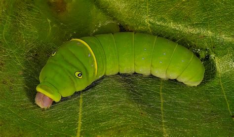 Maryland Biodiversity Project Eastern Tiger Swallowtail Pterourus Glaucus