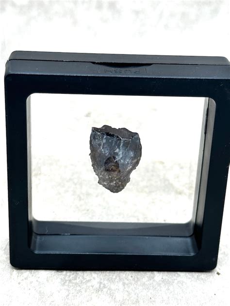 Triceratops Tooth Tri 3 D17