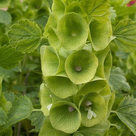 Flowers That Are Bells