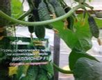 Сорта огурцов — список по алфавиту