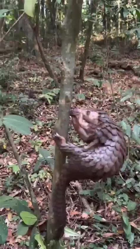 Pangolin Eating Insects Album On Imgur