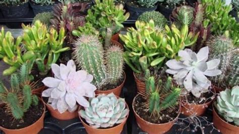 Regalare Piante Grasse Qual è Il Significato Dietro Questo Gesto