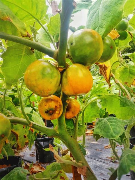 Hsk 30pc Terung Asam Sarawak Terung Dayak Terung Iban Eggplant Seed