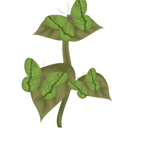 Premium Vector Illustration Of Insect