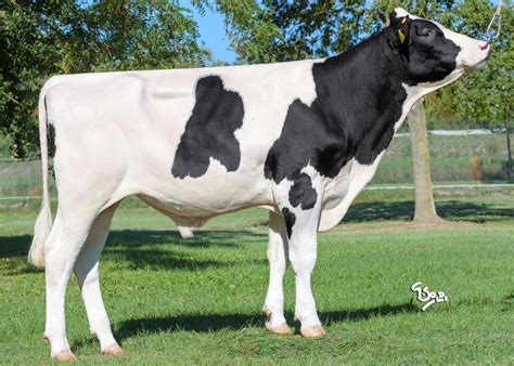 Smilodon — Intermizoo