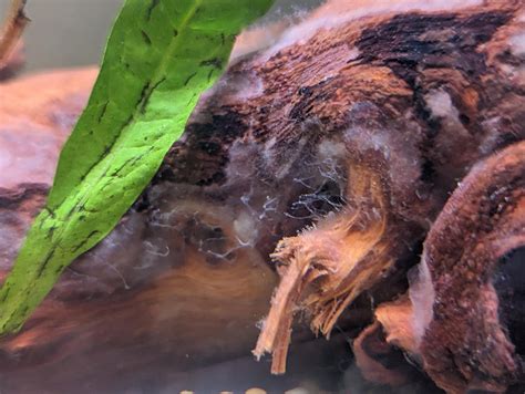 White Stringy Stuff On Mopani Wood R Aquariums