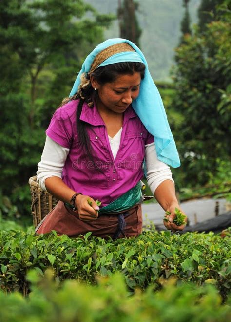 Woman Pick Tea Leafs Darjeeling India Editorial Stock Image Image
