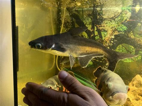 Peste Acvariu Pangasius Rechin Bucuresti Sectorul 2 • Olx Ro