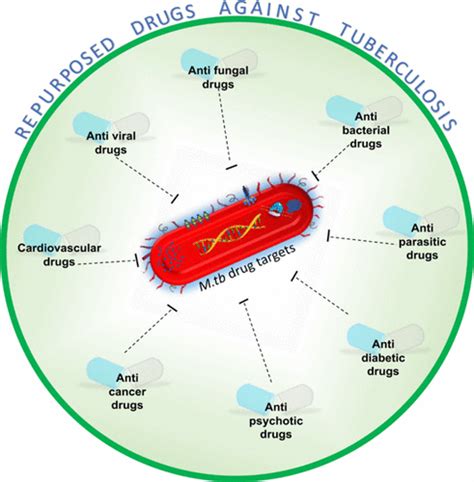 Tuberculosis Bacteria Life Cycle