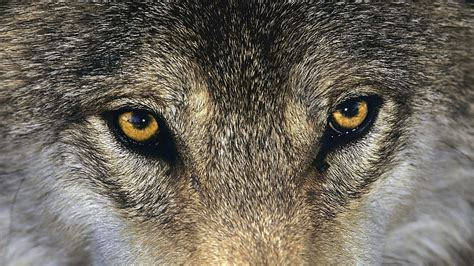 Wolf Eyes Close Up