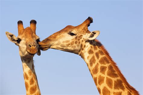 Giraffes Making A Heart With Their Necks