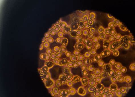 Micro Photography Explore What The Naked Eye Cant See Skillshare Blog