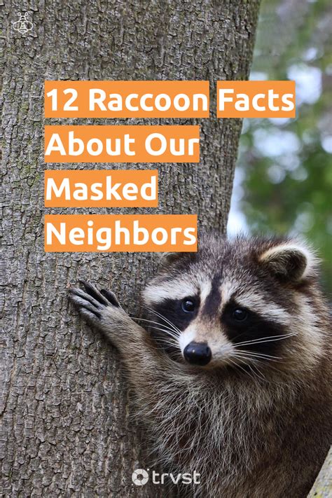 12 Raccoon Facts Raccoon Raccoon Species Facts About Raccoons