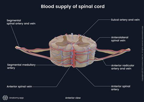 Spinal Cord And Spinal Nerves Cross Section