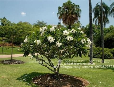 Sứ đại Hoa Trắng Cây Xanh Ngọc Trang