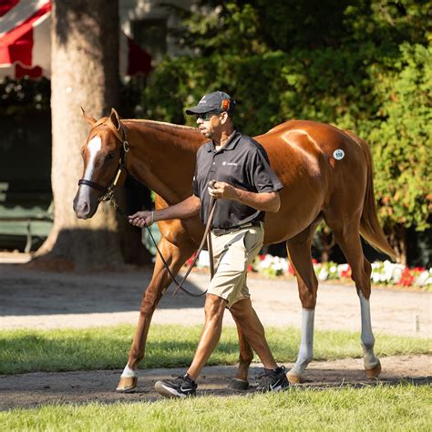Hip 118 Flightline Hot Dixie Revista Hípica 4 Patas Facebook
