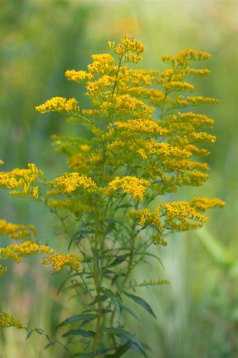 Solidago Odora Sweet Goldenrod Blue Stem Natives
