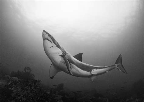Ocean Fine Art Photography Enquire Online Chris Fallows