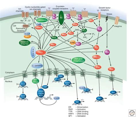 Cyclic Amp Pathway Cyclic Adenosine Monophosphate Biology Notes Online