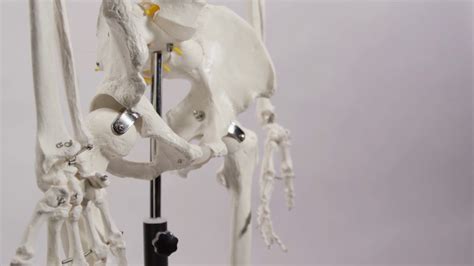 Human Anatomy Medical Skeleton Pelvis To Stock Footage Sbv 347710030