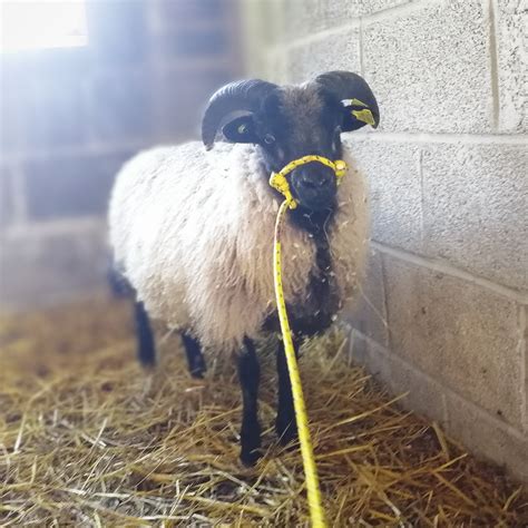 New Shetland Sheep Fergus The Ram Derryea Rare Breeds