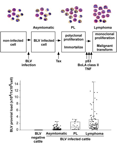 Blv Induced Leukemogenesis Is A Multistep Process A An Infection