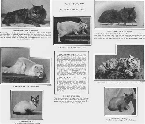 The Early British Cat Fancy News Cuttings 1901 1950s