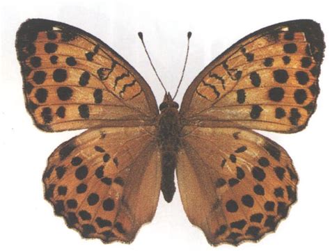 551老豹蛱蝶 蝴蝶原色 图片