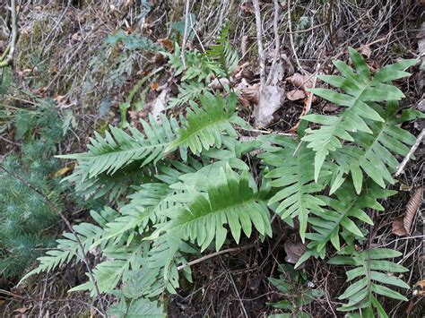 Polypodium Interjectum Helmut Volk Flickr
