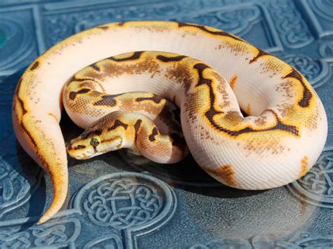 Morph List World Of Ball Pythons