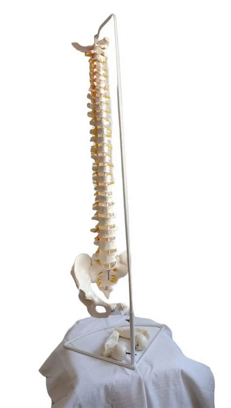 Human Spine Model At ₹ 5800 Piece Anatomical Models In Jaipur Id 2849761691133
