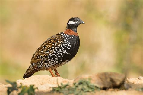Meet The State Birds Of India Nature Infocus