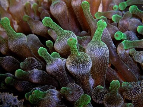 Bubble Tip Anemone 101 Care Feeding Placement And More