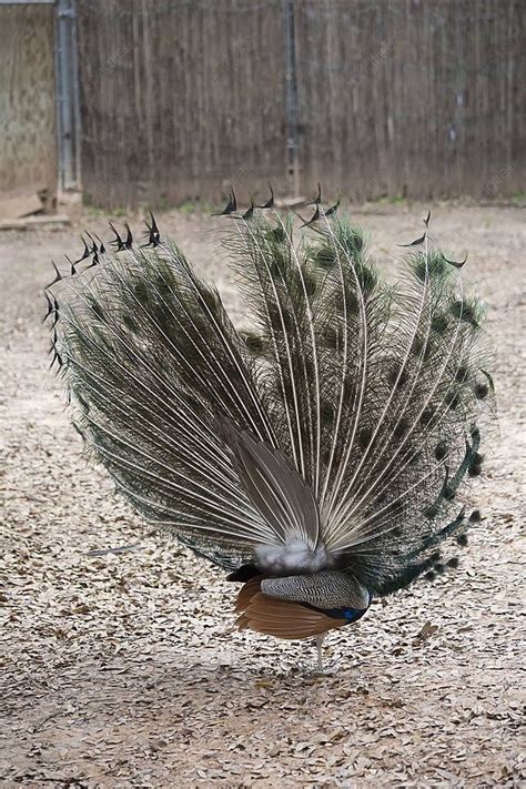 الطاووس الهندي مشرق انتشار البرية صورة الخلفية والصورة للتنزيل المجاني Pngtree