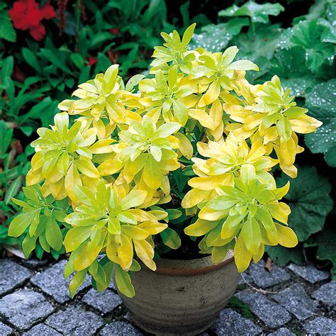 Dwarf Evergreen Shrub Names 10 Must Have Dwarf Evergreen Shrubs For