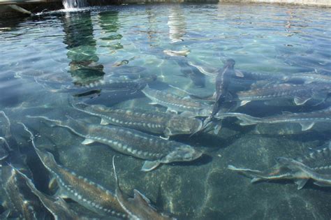 Iran Among Top Three Countries In World For Caviar Producing Sturgeon