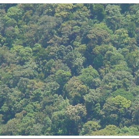 2 Revised Classification Of Indian Forest Types Champion And Seth 1968