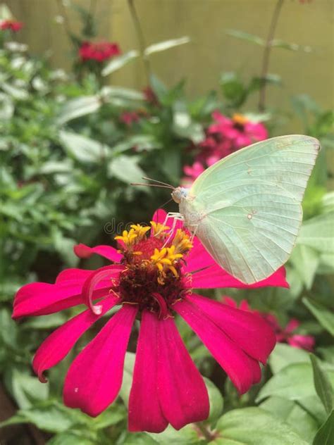 Mutualism Stock Image Image Of Flowers Mutualism Reproduce 265650537