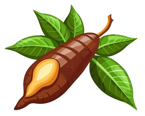 Cassava Artwork Vectors And Illustrations For Free Download Freepik