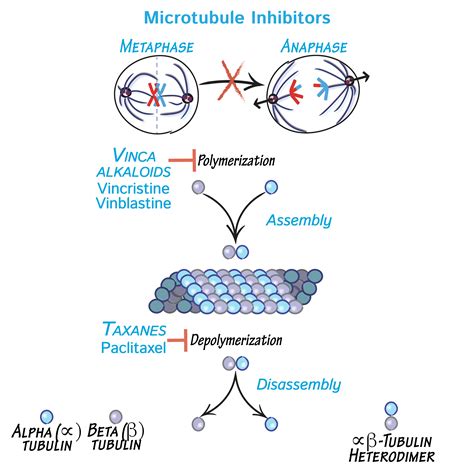 Clinical Pharmacology Glossary Microtubule Inhibitors Ditki Medical