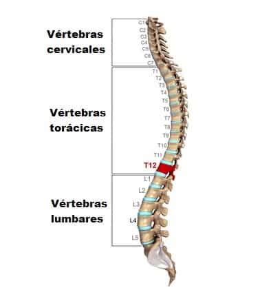 Vértebras Torácicas Definición Función Y Estructura El Gen Curioso
